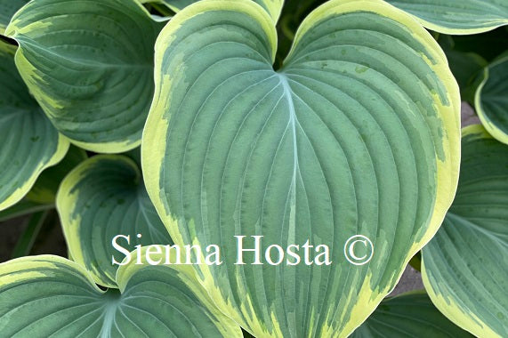 Hosta 'Majesty' - Sienna Hosta