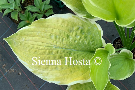 Hosta 'Splendid Sarah' - Sienna Hosta
