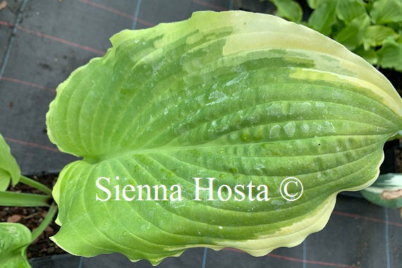 Hosta 'Wave Runner' - Sienna Hosta