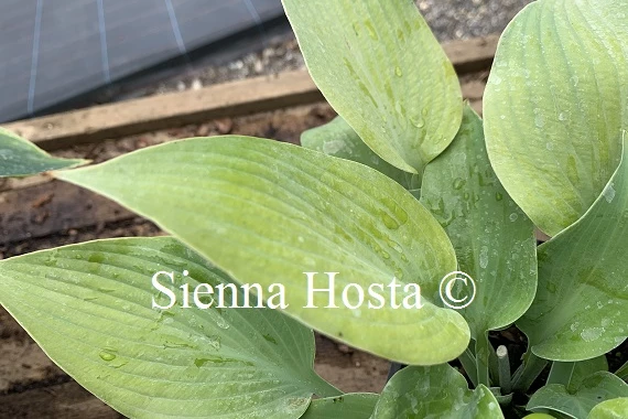Hosta 'Early Times' - Sienna Hosta