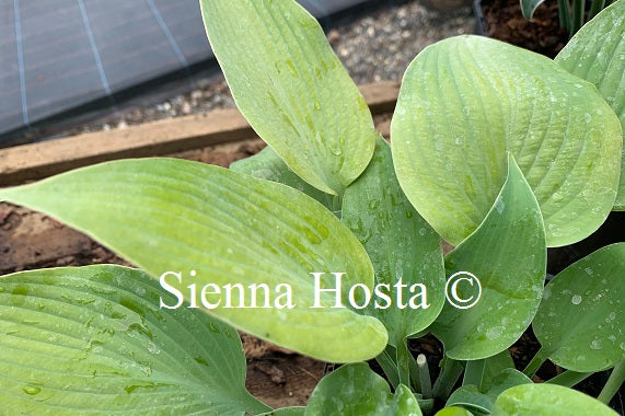 Hosta 'Early Times' - Sienna Hosta