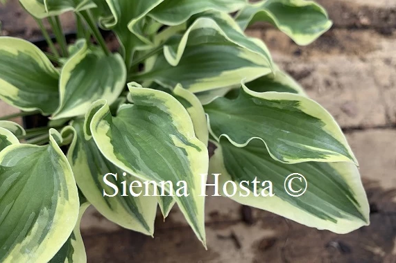 Hosta 'Wrinkle in Time' - Sienna Hosta